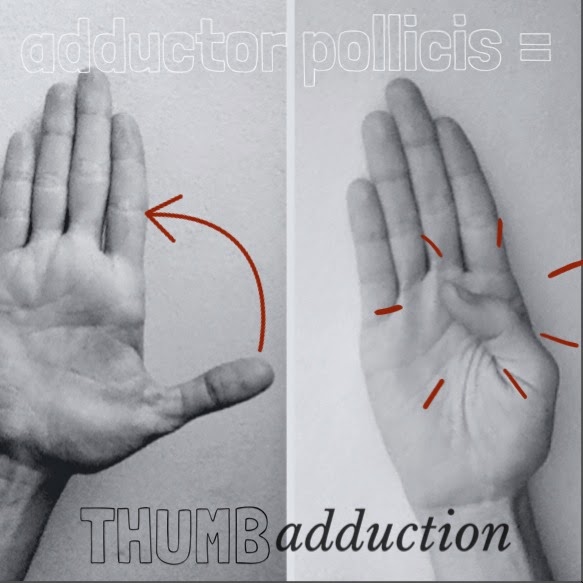 The Hip Joint: Adductor Pollicis (1 of 4 Short muscles of thumb)