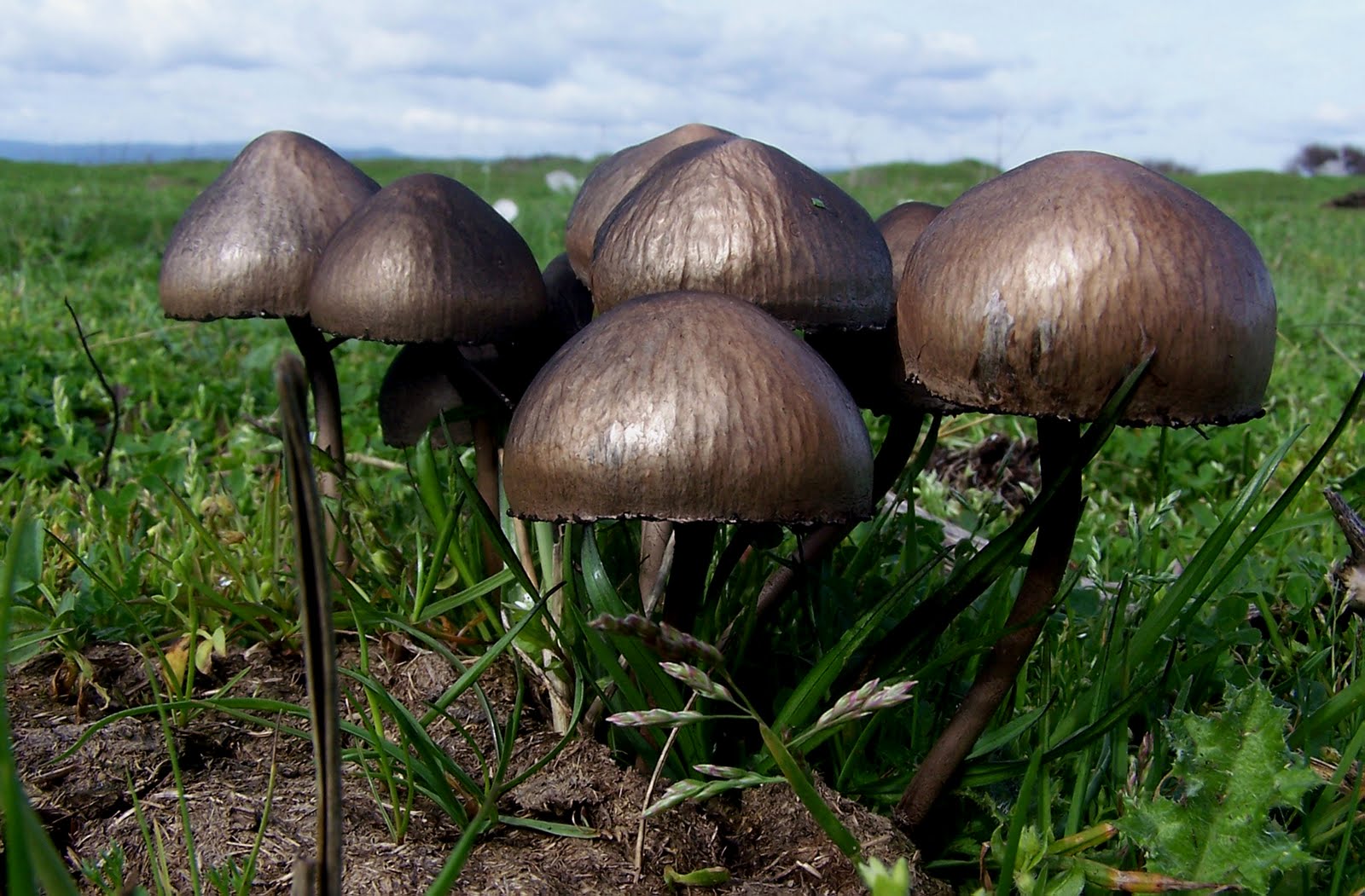 Hongos: HONGOS EN CHILE