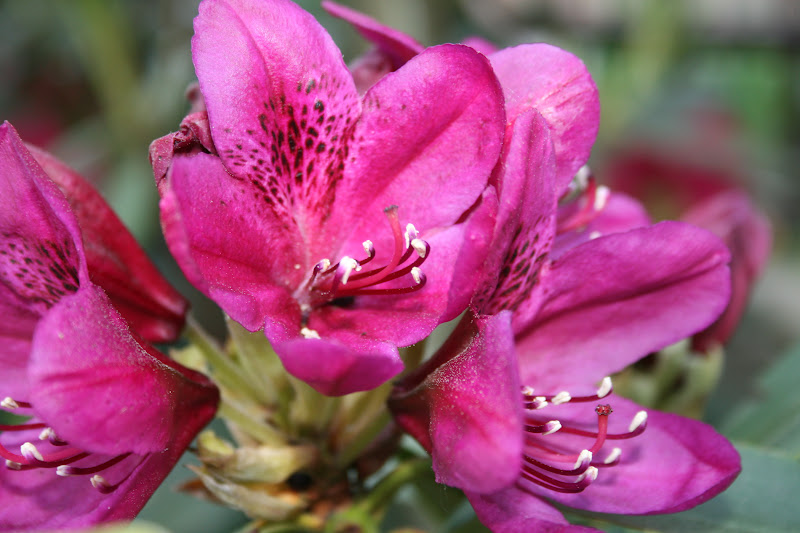 GARDEN STORIES: RODODENDRAI IR Co