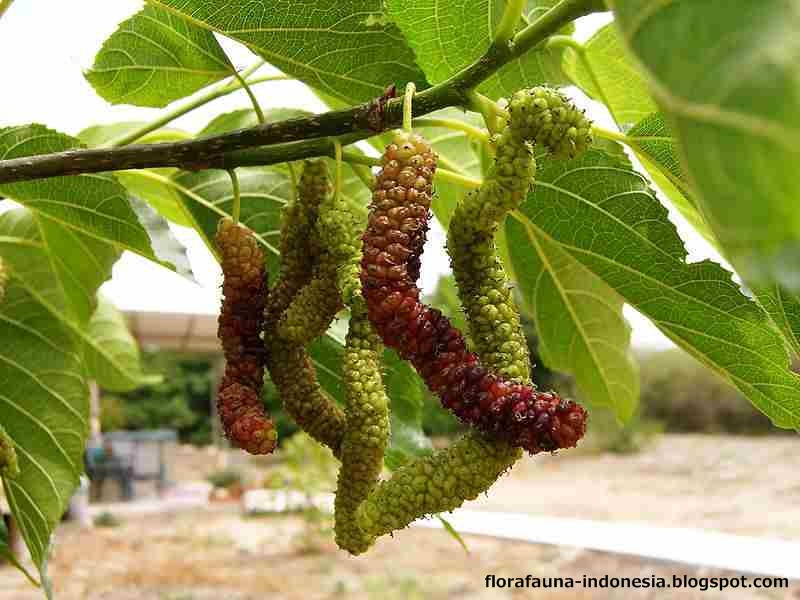 MURBEI - Flora & Fauna Indonesia