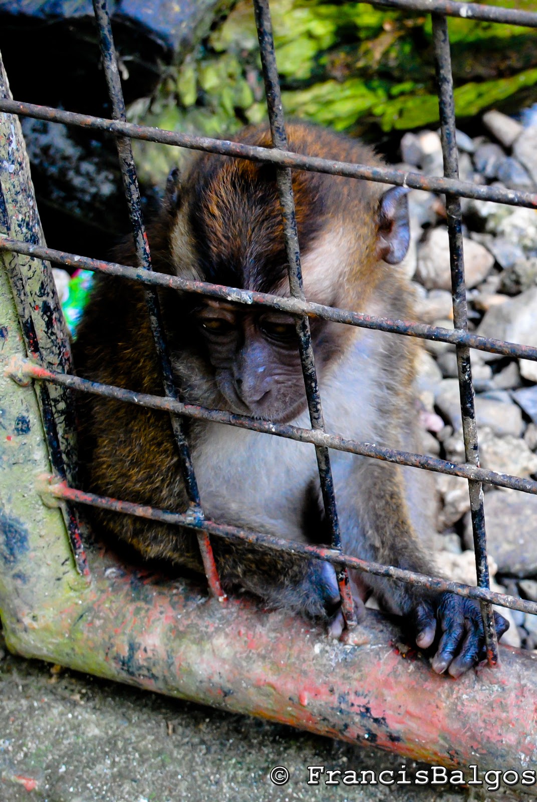 Bohol | Biggest Python ~ Pala-lagaw