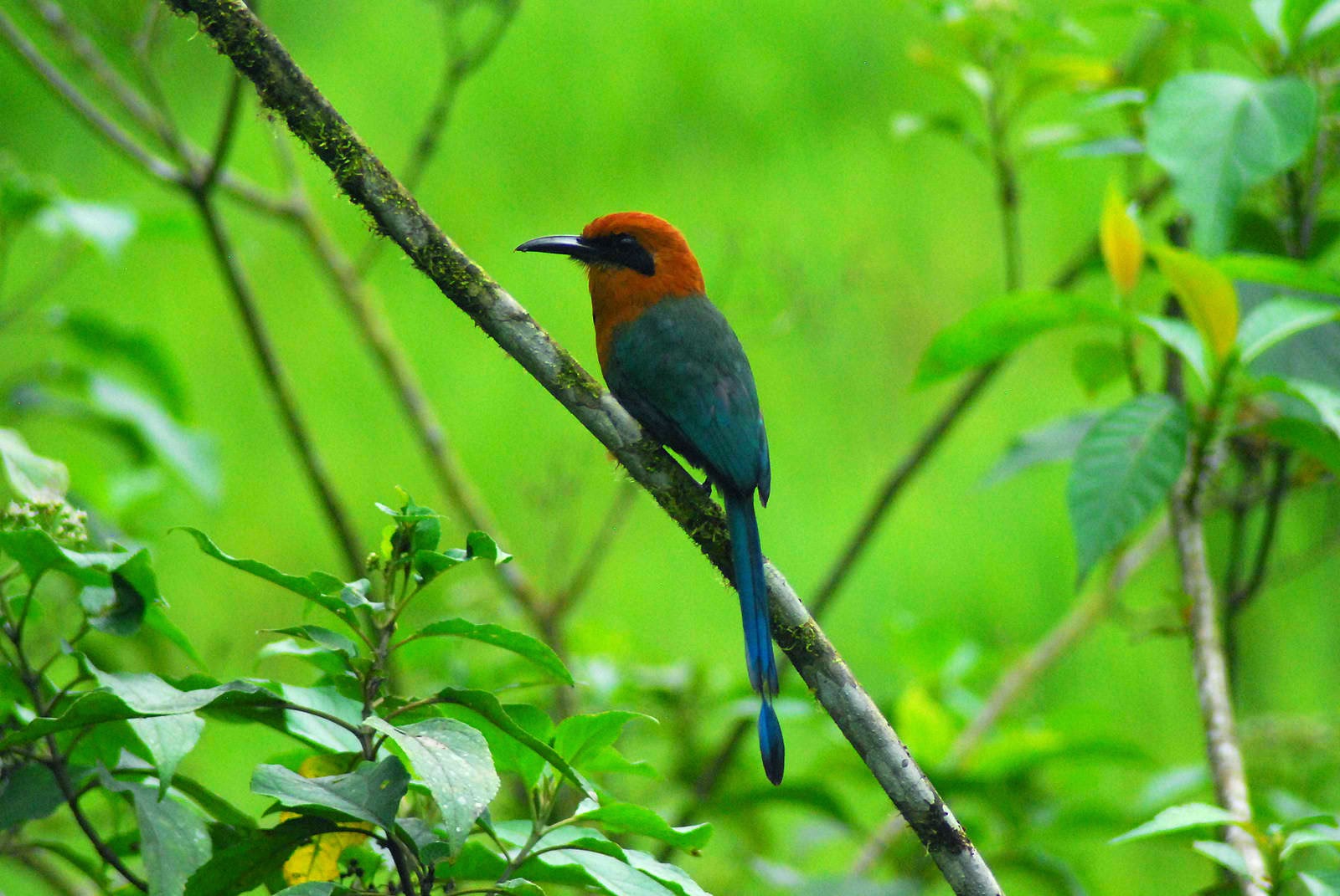 Birds in the Costa Rica Rainforest