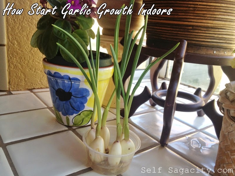 How to Grow Garlic Indoors
