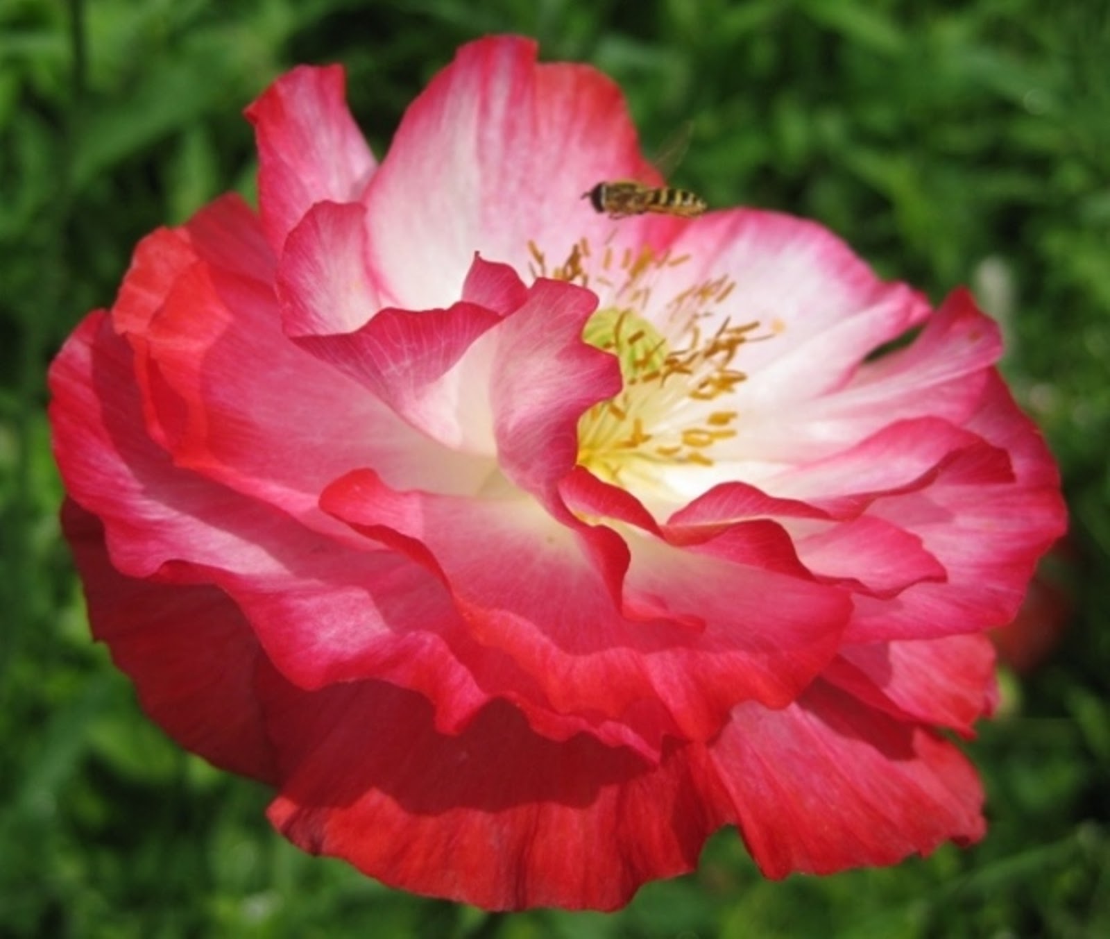 Pollinators in Alaska – Alaska Master Gardener Blog