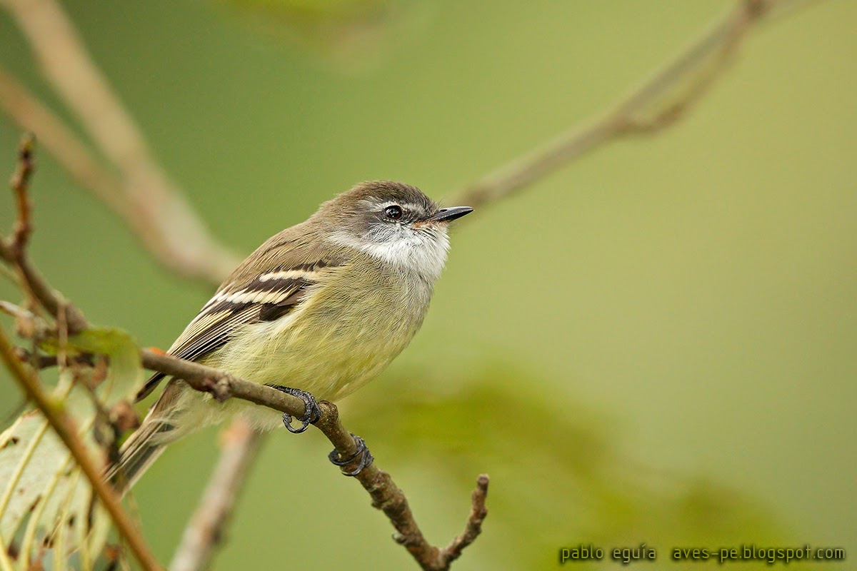mis fotos de aves: Mecocerculus leucophrys Piojito Gargantilla White ...