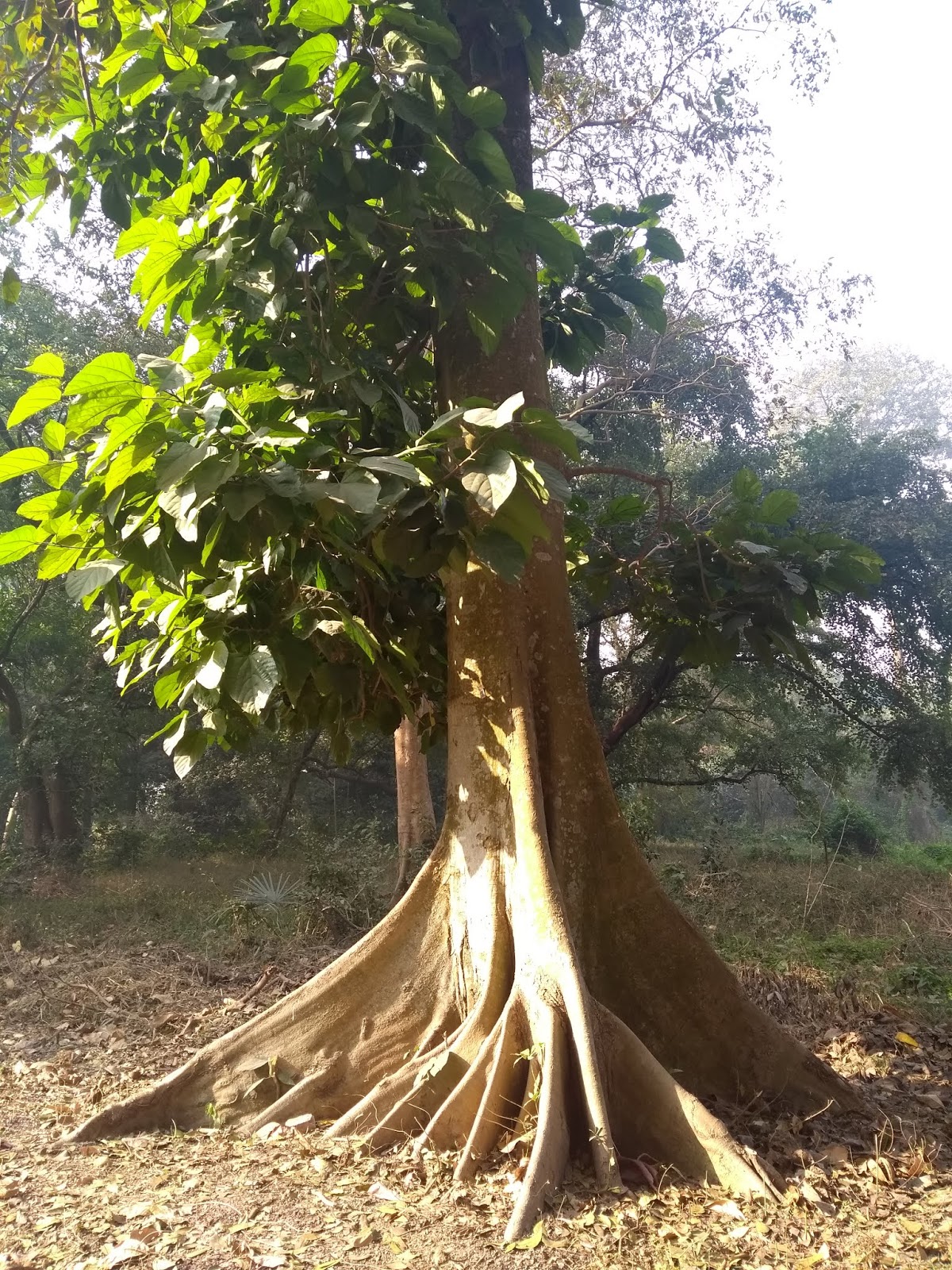 Spice of Life!: Mad Tree (ThursdayTreeLove)