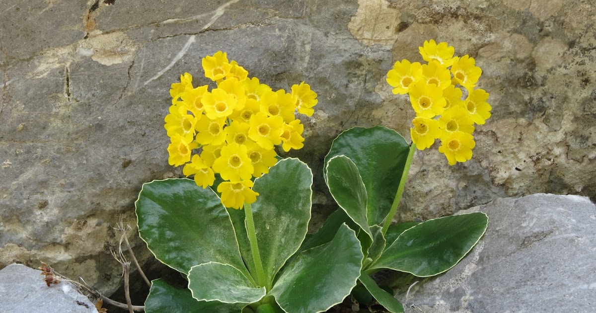 Variety of Life: Primula