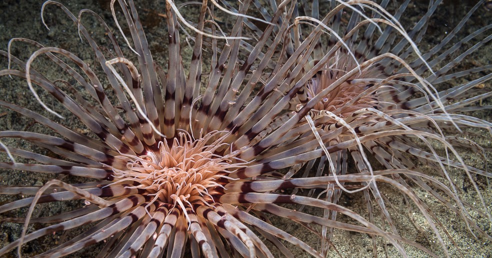 Mick's marine biology: Colourful sea anemones and other extraordinary ...