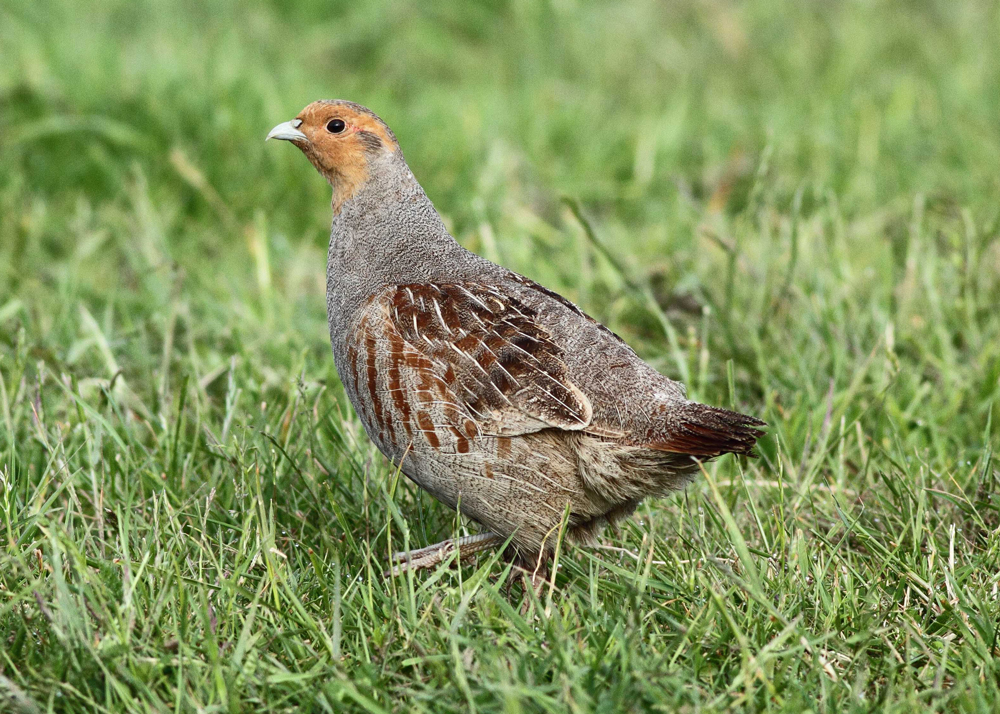 Greater Kent Birder: A Tour of the Recording Area