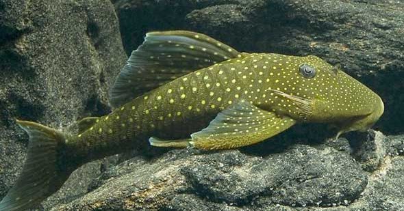 CUENTOS E HISTORIAS DE LA SELVA: LA CARACHAMA