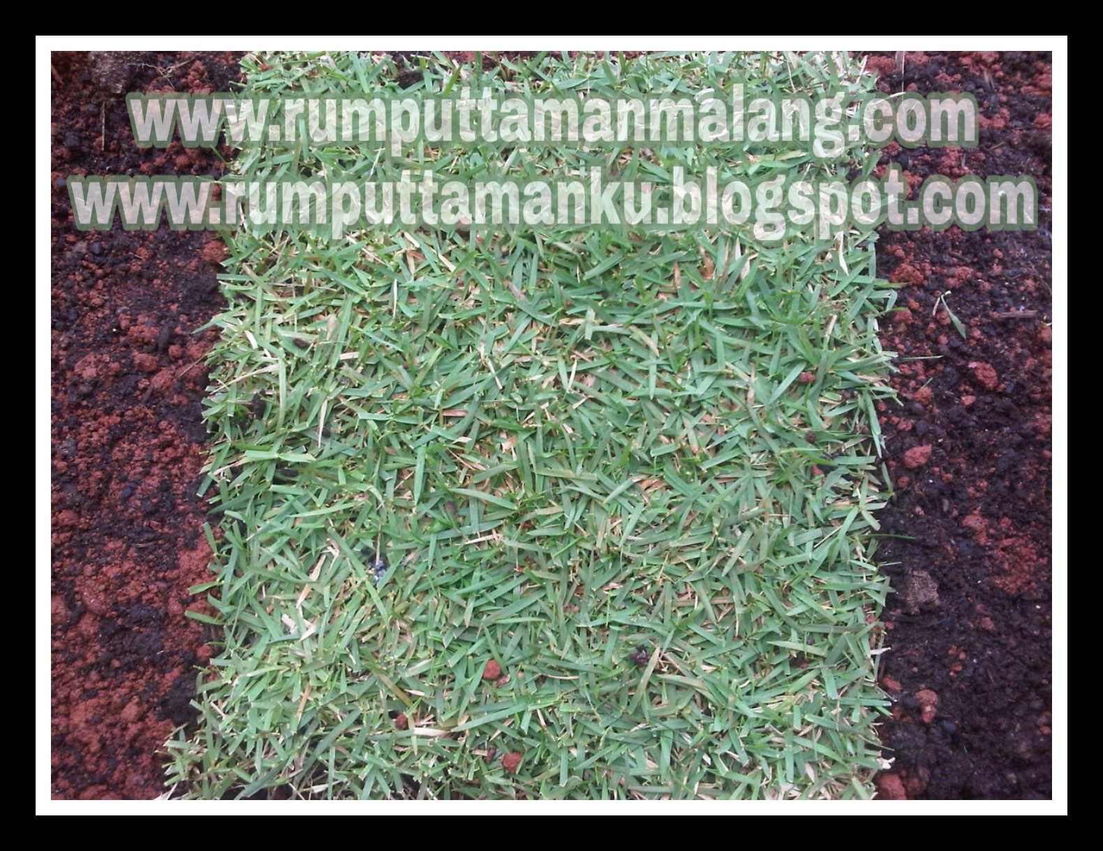 Harga jual rumput gajah mini Cibitung termurah Januari Tahun 2024 ...