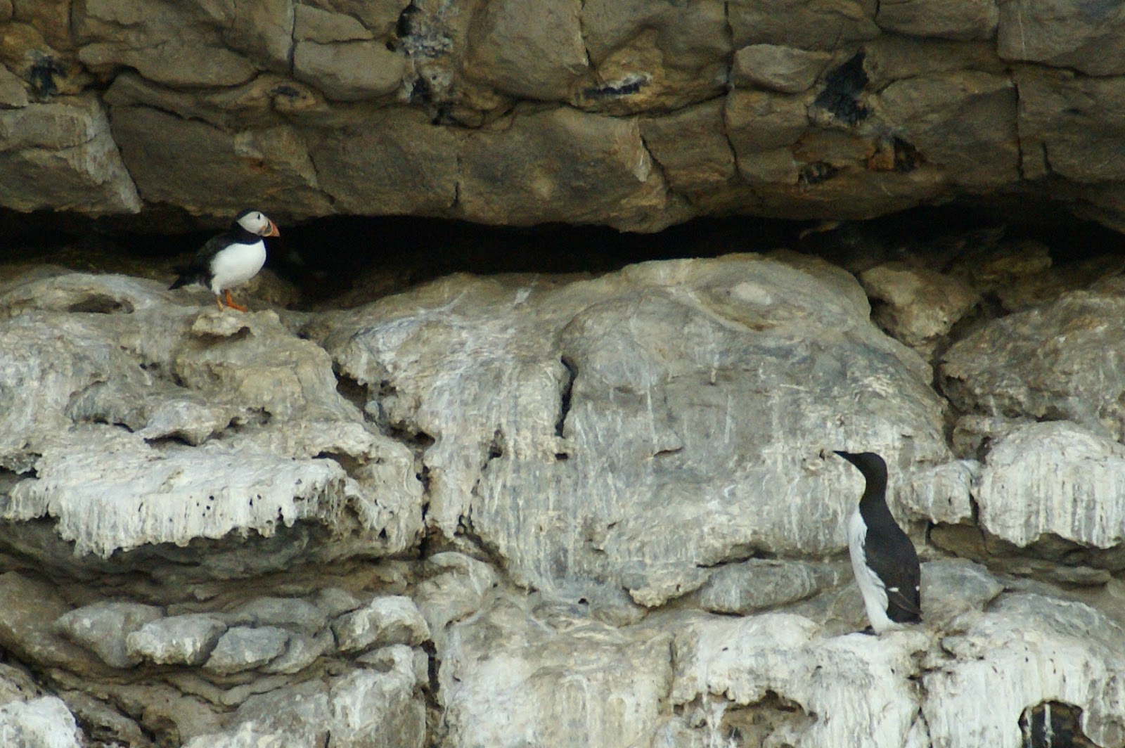 Purbeck Footprints: June - A Time for Puffins