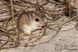 Fish Tales: Day Two: The Alabama Beach Mouse
