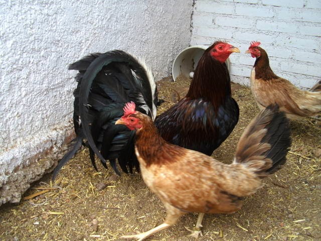 Granjas Ranchos Criaderos de Gallos de Pelea: GAME FARM RANCHO DE LA ...