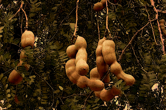 Shadows in Eden: Forbidden Fruit