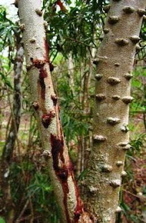 BERANDA GREEN INDONESIA: Keunikan dan Pesona Kayu Secang (Caesalpinia ...