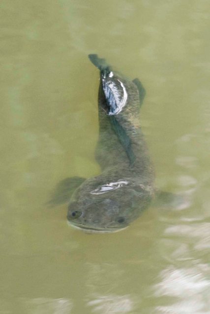 Singapore Wild Animals: Snakeheads