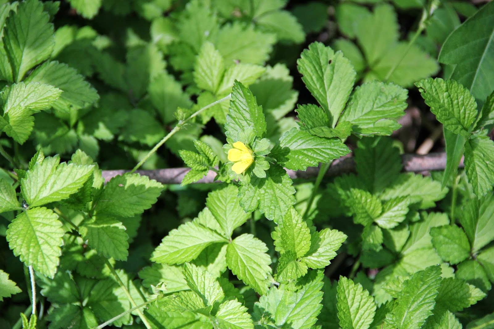 Isabella Conservation District Environmental Education Program ...