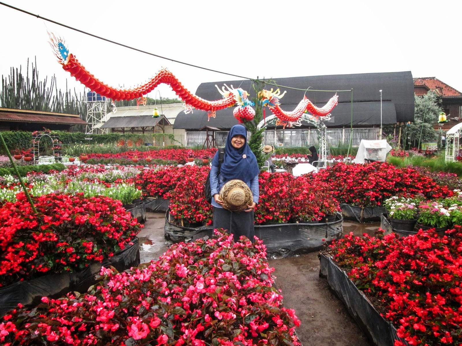 Berbunga-bunga di Kebun Bunga Begonia - Catatan Astri