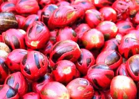 Herbalkart | The Online Herbal Store: Jatiphala - Jadhikkai