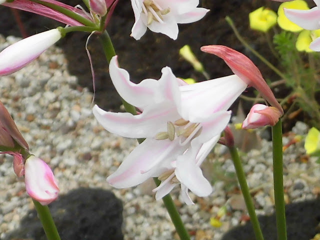 60歳で無職の優雅な日々: ネリネ・プディカ Nerine pudica