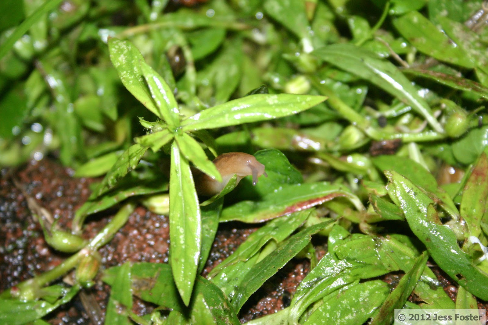 Sluggin' Along: Slug Pool Party