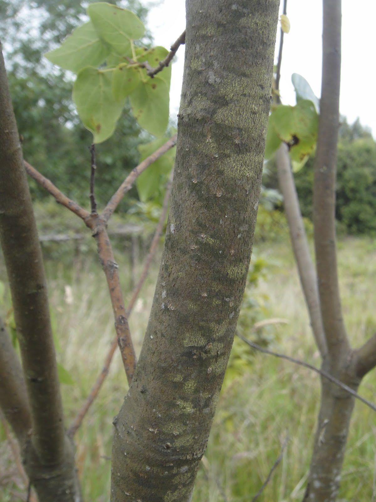 Backtoeden: Troncos de árboles 3