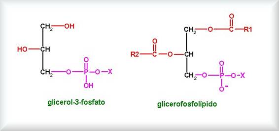 Bioquímica: Clasificación de lípidos