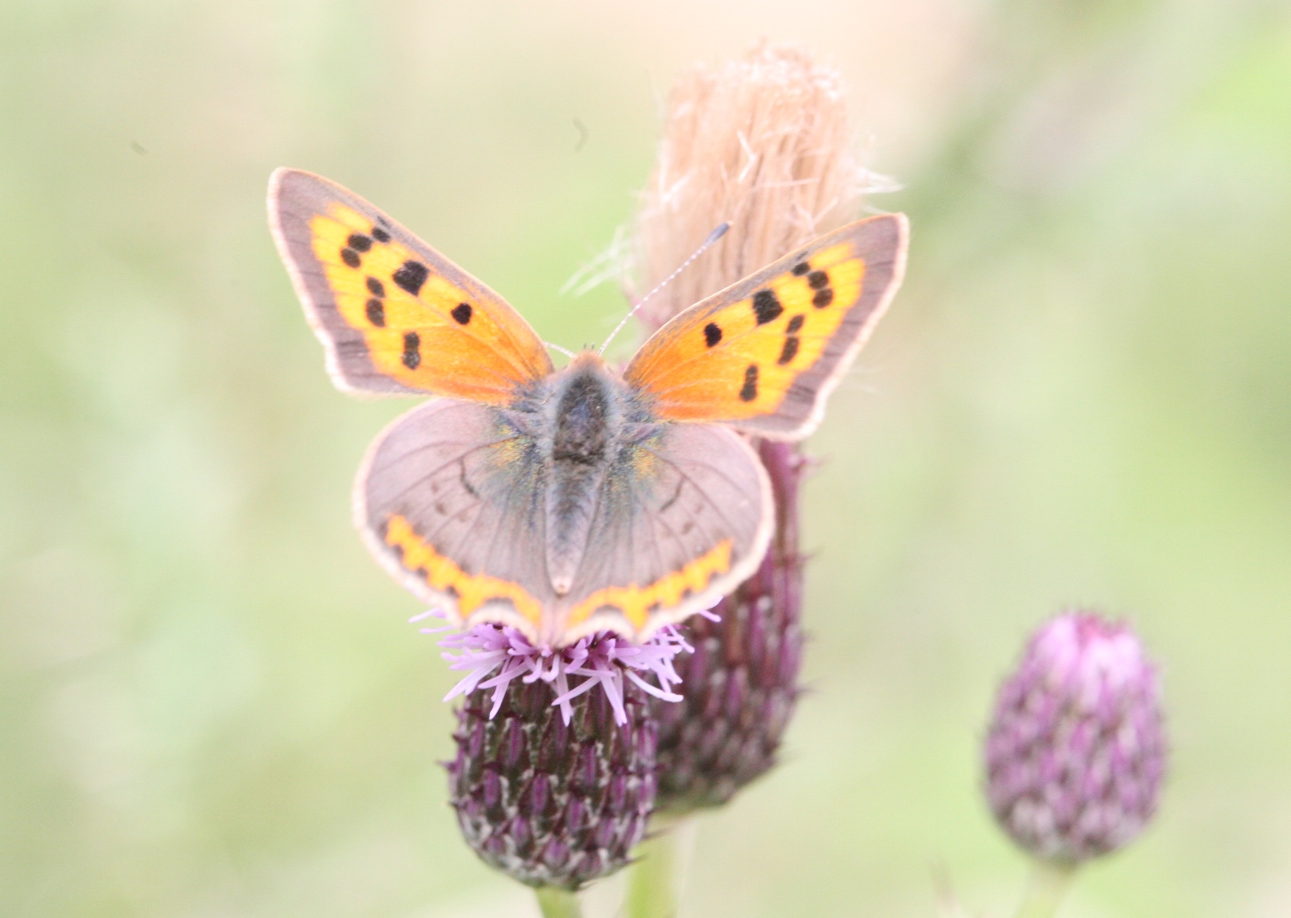The Narth Wildlife: Small Copper