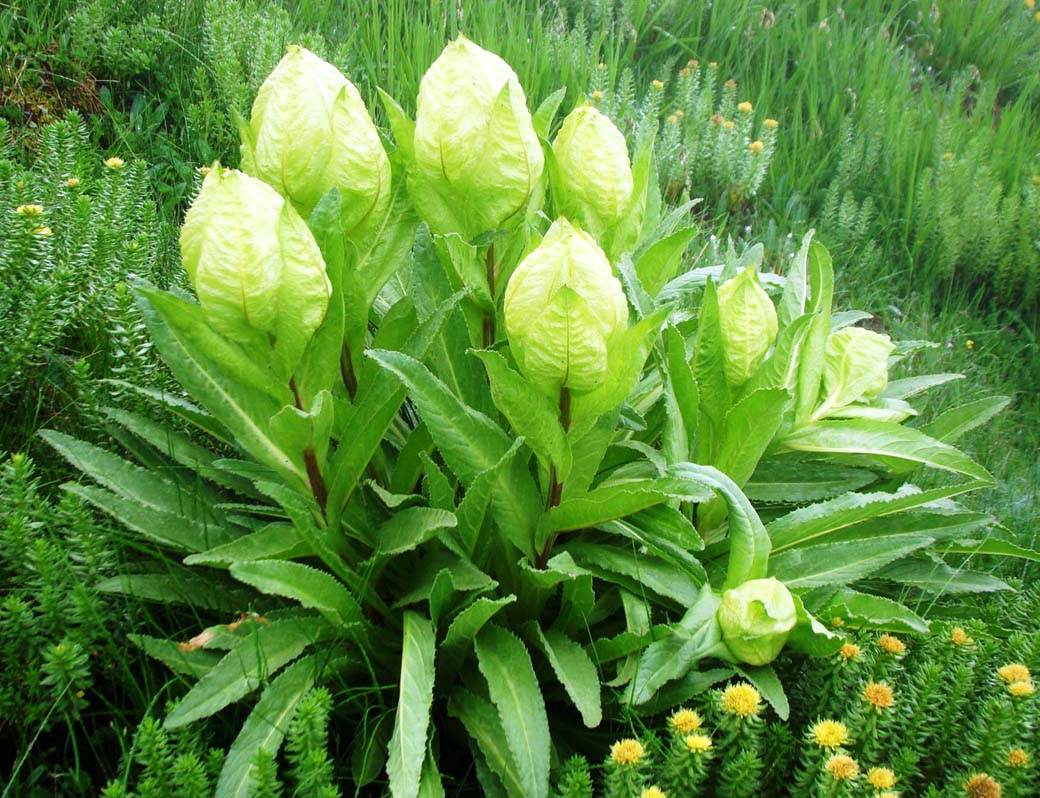 Flora of India: State Flowers of India