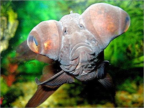 Najbrzydsze zwierzęta świata: Welon