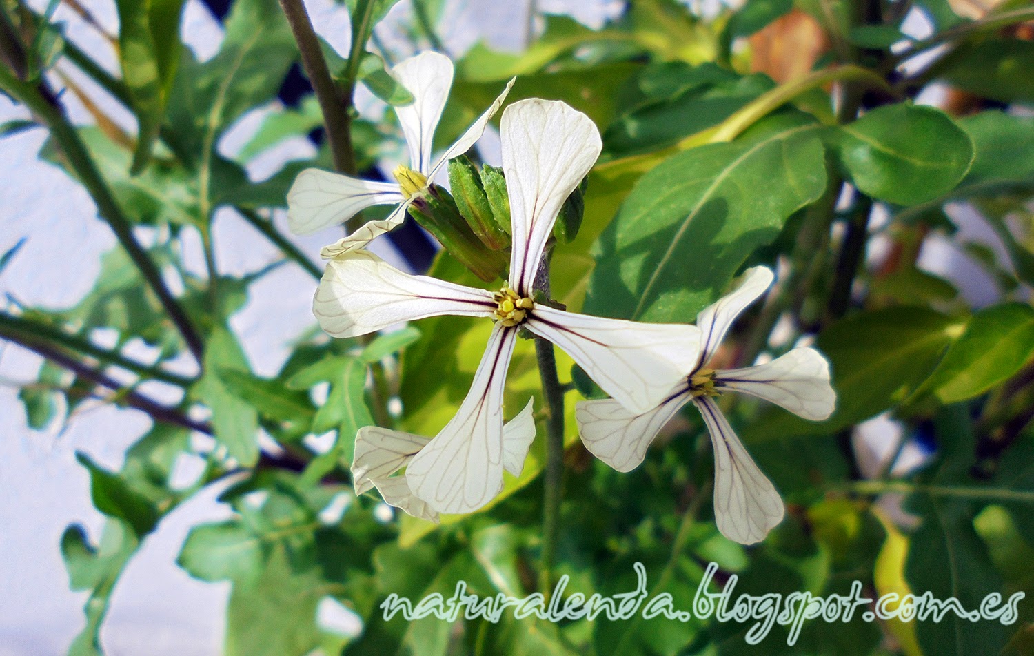 La naturaleza en casa: Cultivando rúcula
