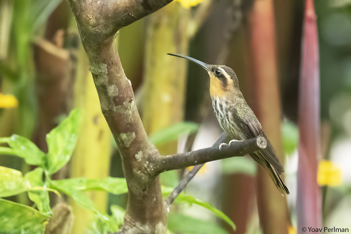 Black-billed Streamertail (Trochilus polytmus scitulus) - Focusing on ...