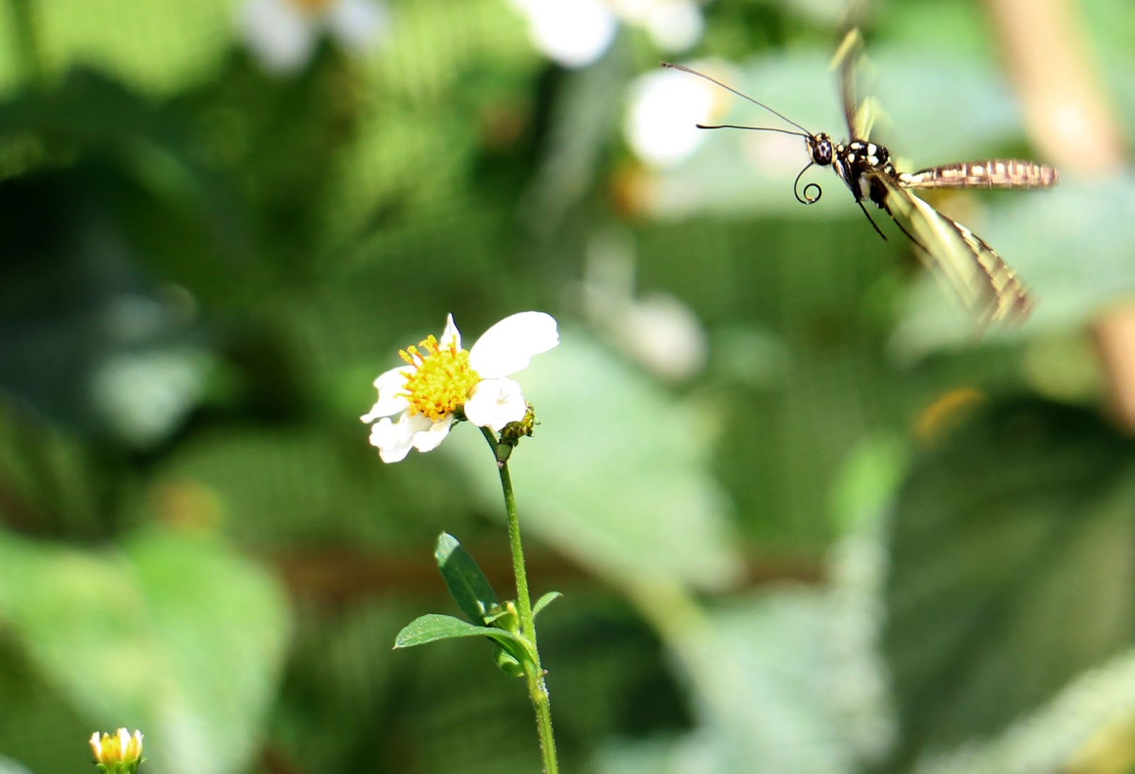 Mariposario exterior: ¡Aprende más sobre los mariposarios!