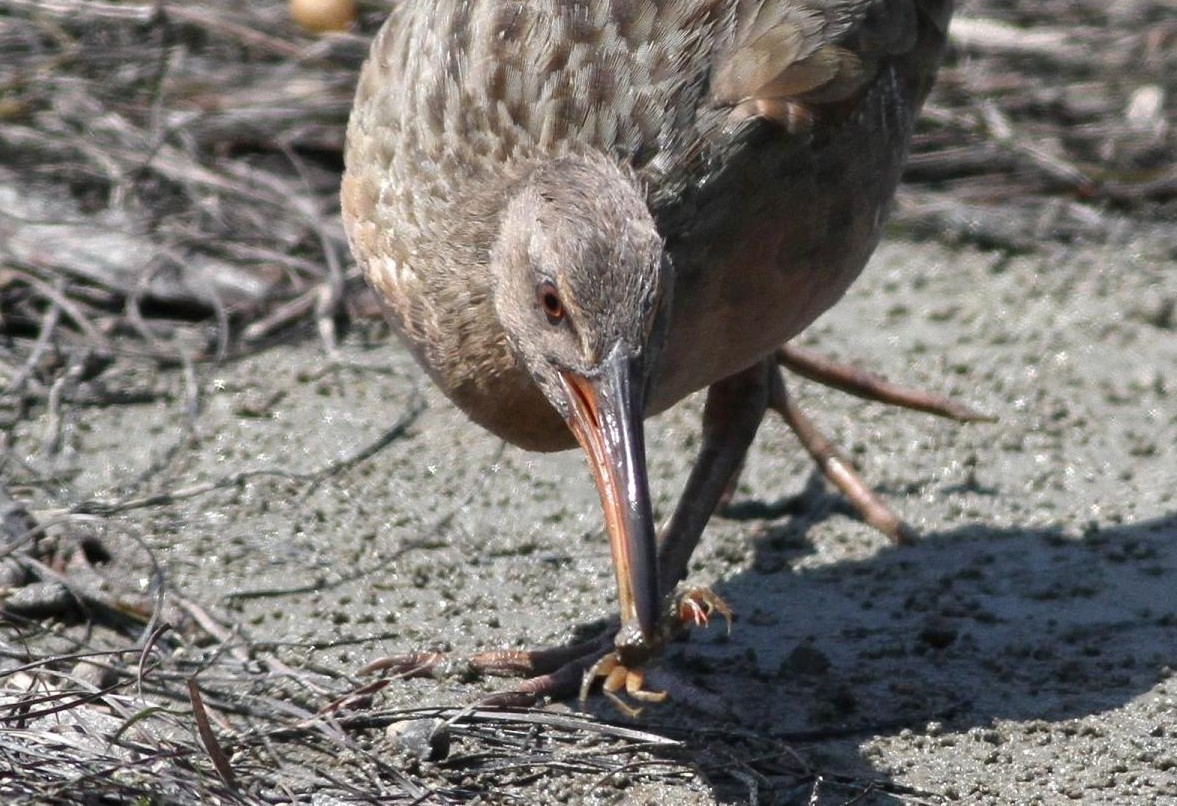Jo's Morning Walk: Ridgway's (formally California Clapper) Rail