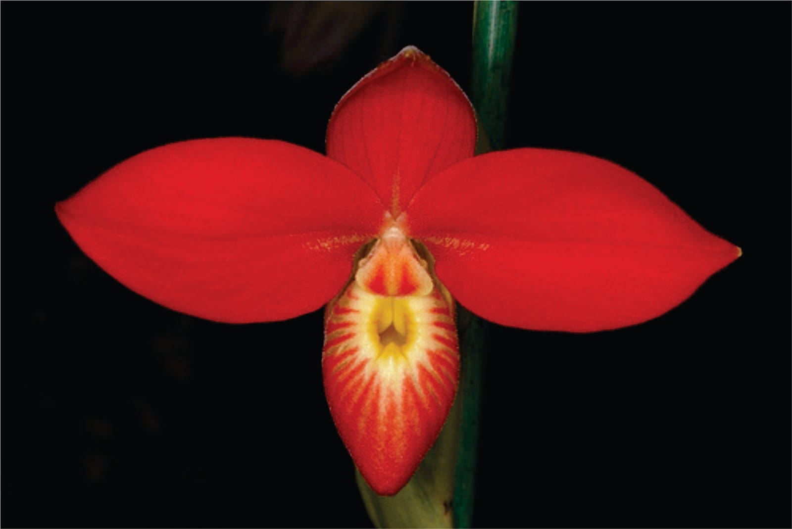 .: Cultivo de Phragmipedium