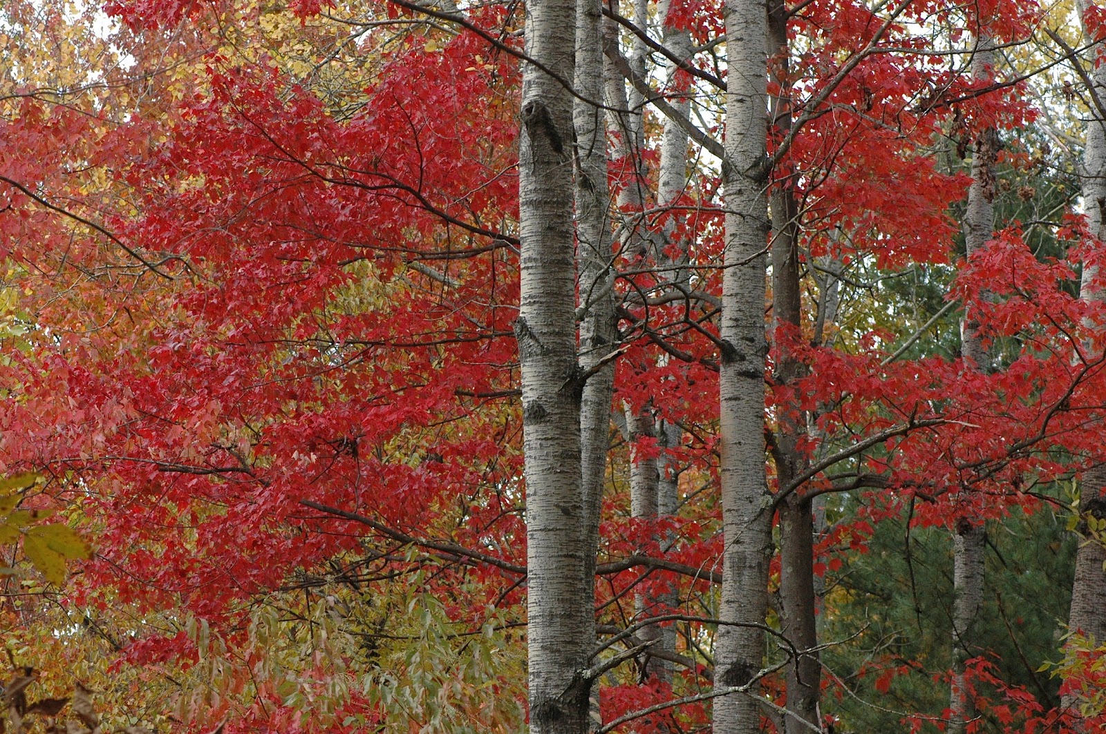 Field Biology in Southeastern Ohio: October 2012