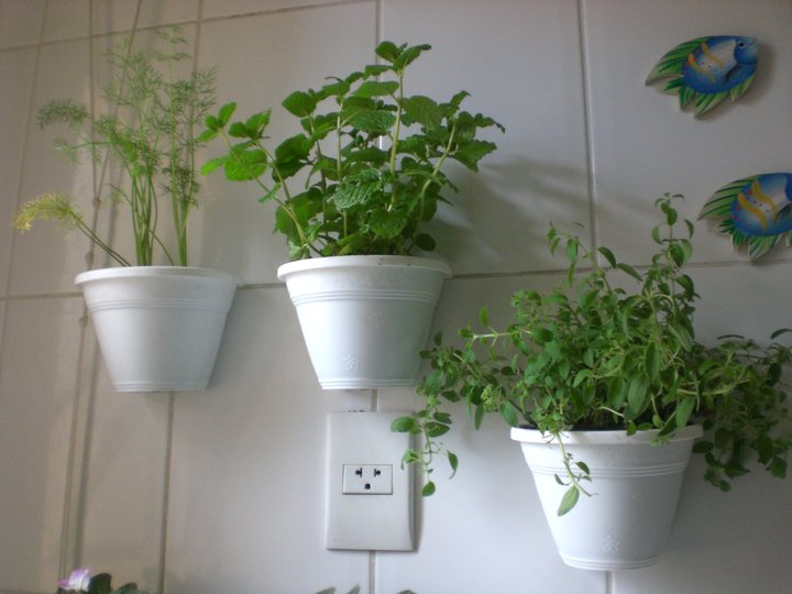 Mini Hortas para apartamentos e pequenos espaços