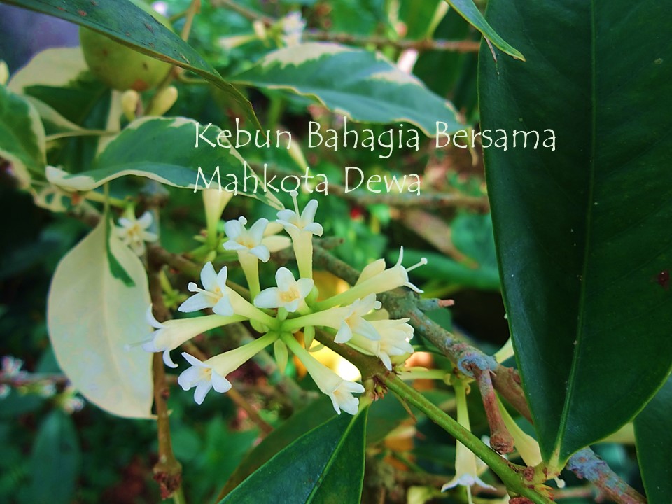 Kebun Bahagia Bersama: Buah Mahkota Dewa