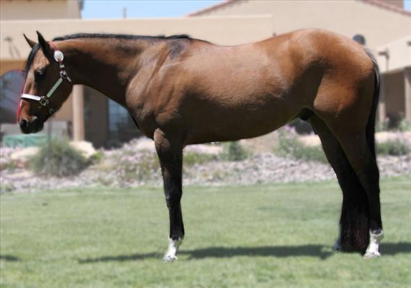 Horse Judging: Quarter Horse Geldings