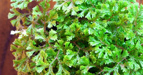 The Rainforest Garden: Six Shades of Selaginella