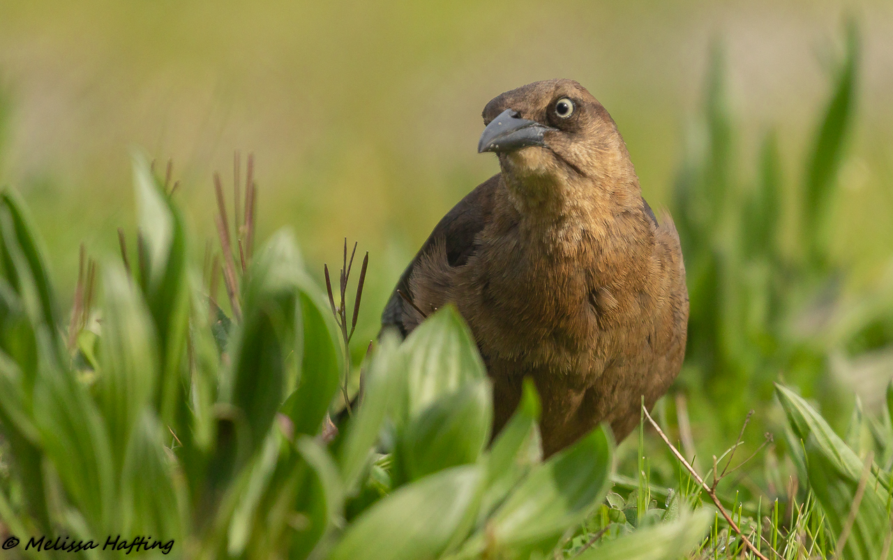 BC Rare Bird Alert: RBA: GREAT-TAILED GRACKLE in Vancouver, Richmond ...