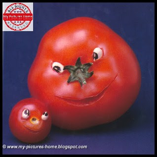 Funny Tomatoes Pictures | My Pictures Home
