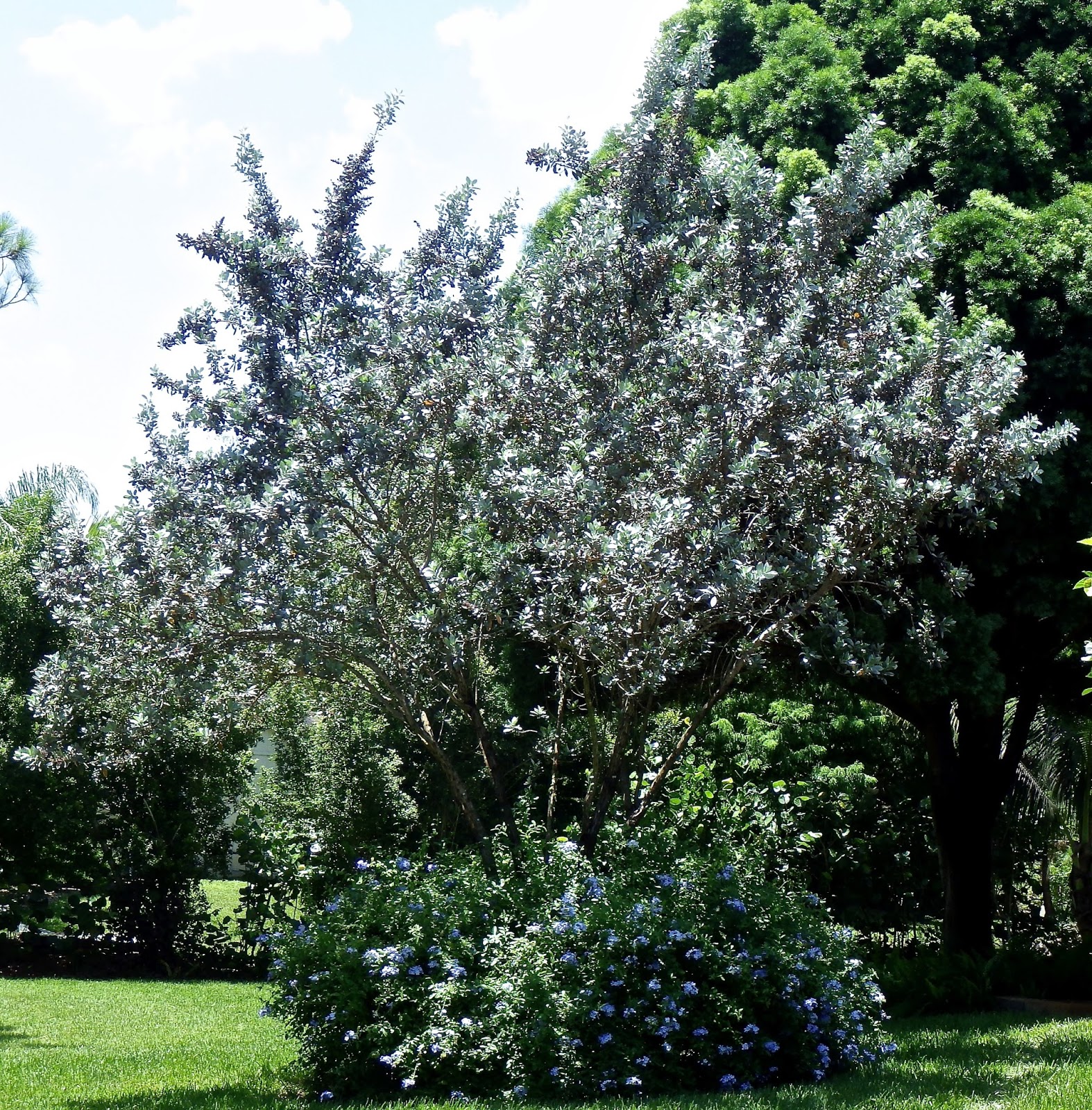 Finally Serious About Photography and Prose: Society Garlic and Silver ...