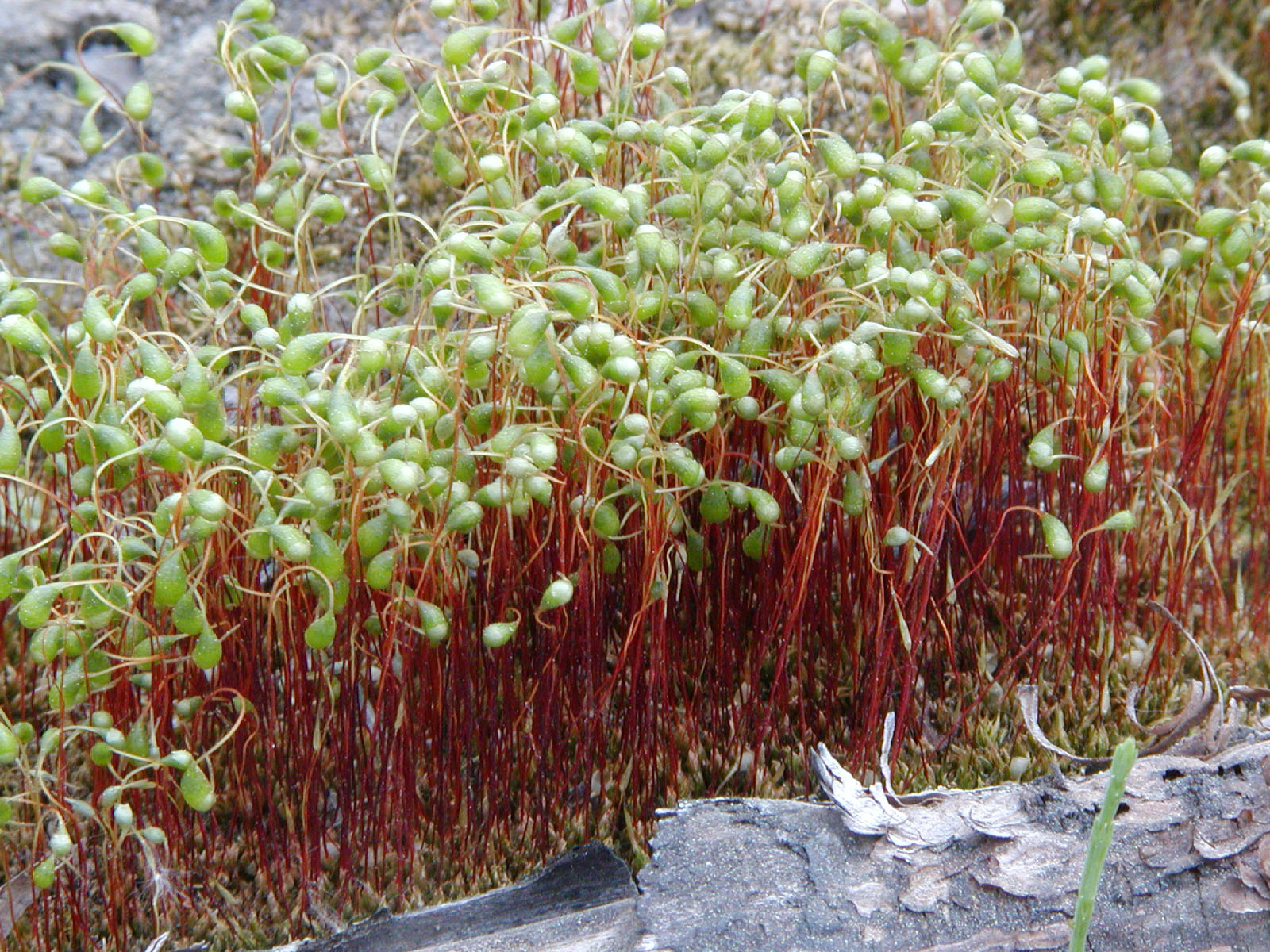 Variety of Life: Funariidae