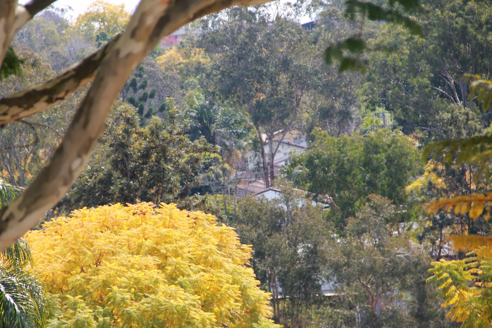 Amusing Michelle: Winter in Brisbane