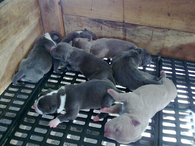 Mindanao Pet Masters: Sir Chester and his Pitbull Mating