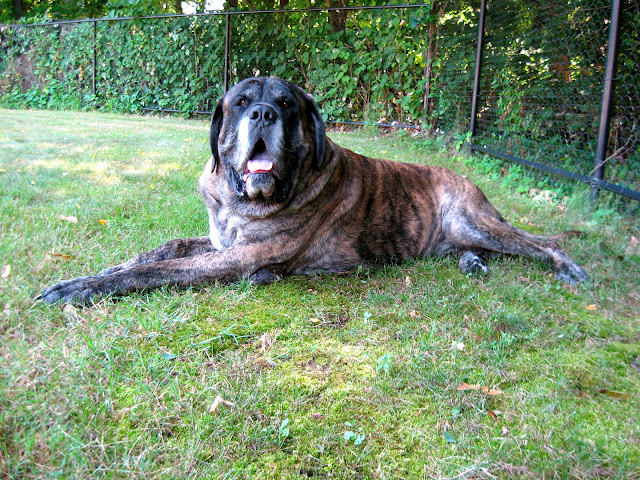 Checkers & Chess: R.I.P Mango