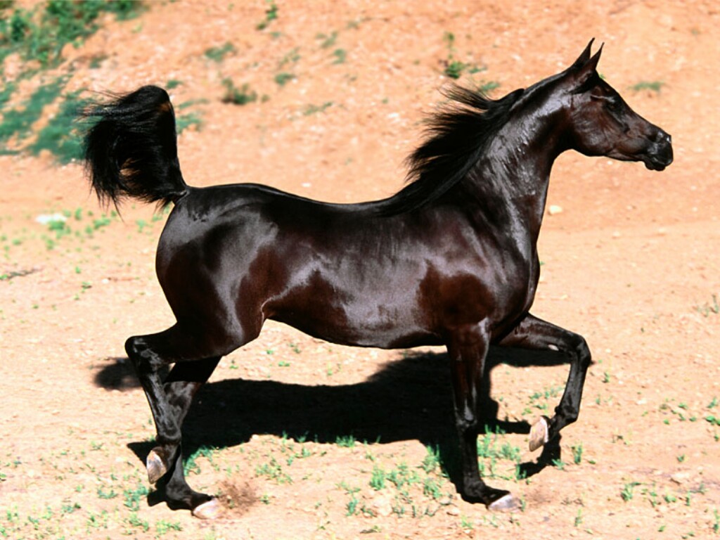 caballos