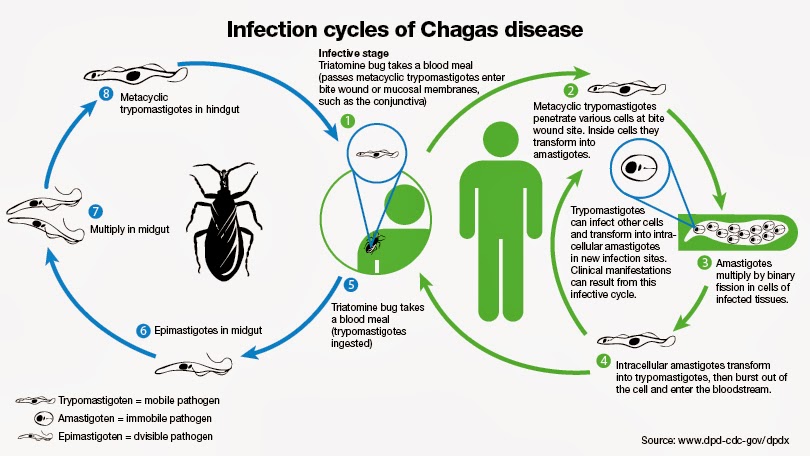 Chagas' Disease | - Blog Hanz